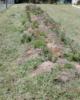 Australian Native Screening Plants - Our Highland Garden