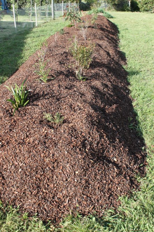 Our Strip of Australian Native Screening Plants May 2014 - Our Highland ...