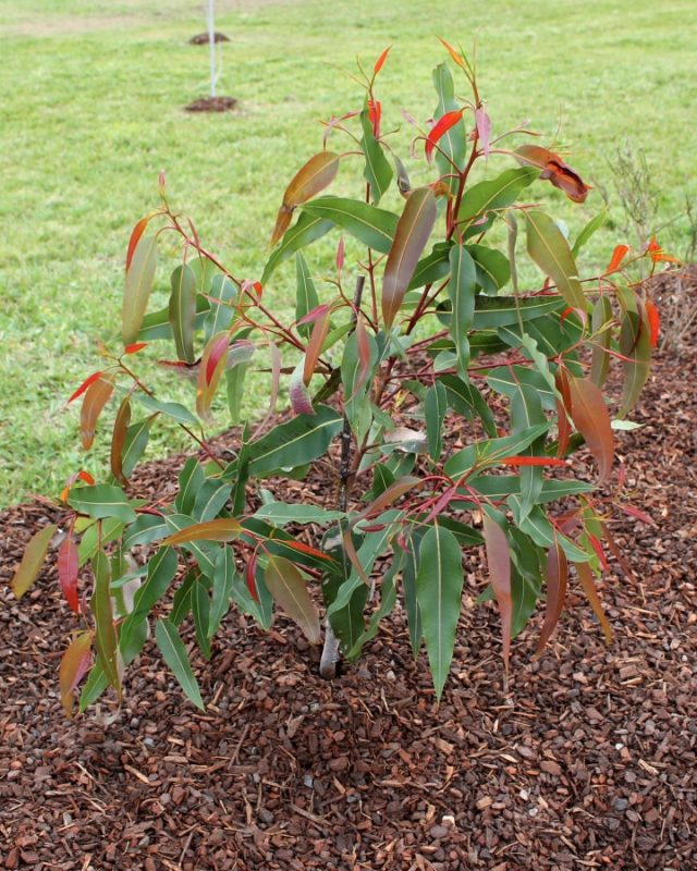 Australian Native Screening Plants - Our Highland Garden